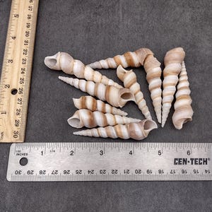 Purple Turitella Seashells Turitella Terebra (12 Shells Approx. 2 ...