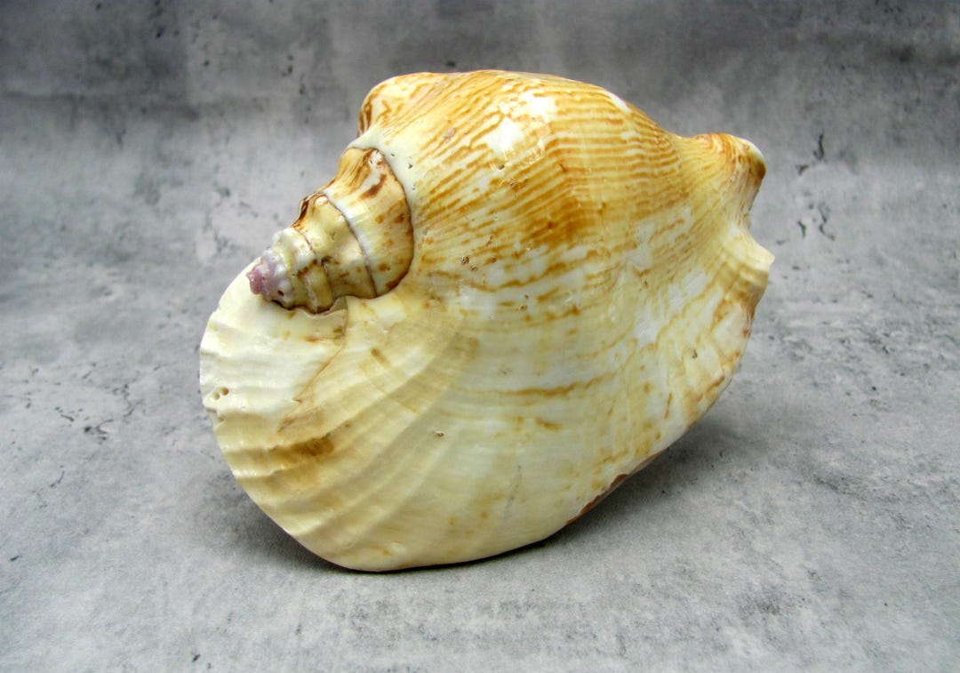 Strombus Pacific Conch Seashell Strombus Latissmus 1 Shell Approx. 5 ...
