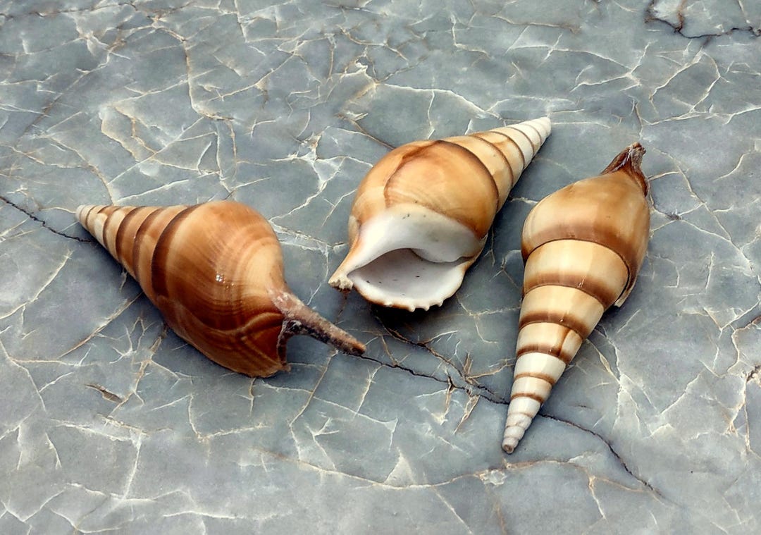 Arabian Tibia Curta Conch Seashell Tibia Insulaechorab (3 Shells Approx ...