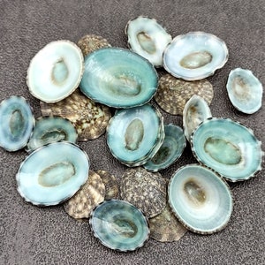 Green Limpet Seashells Sutorria Mesoleuca approx. 35 Shells 0.5 Inches ...