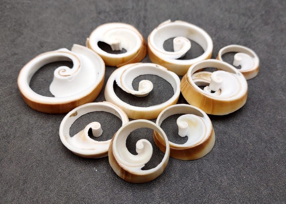 Ring Cut Tibia Conch Seashells White Brown Sliced Tibia Curta (10 ...