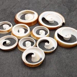 Ring Cut Tibia Conch Seashells White Brown Sliced Tibia Curta (10 ...