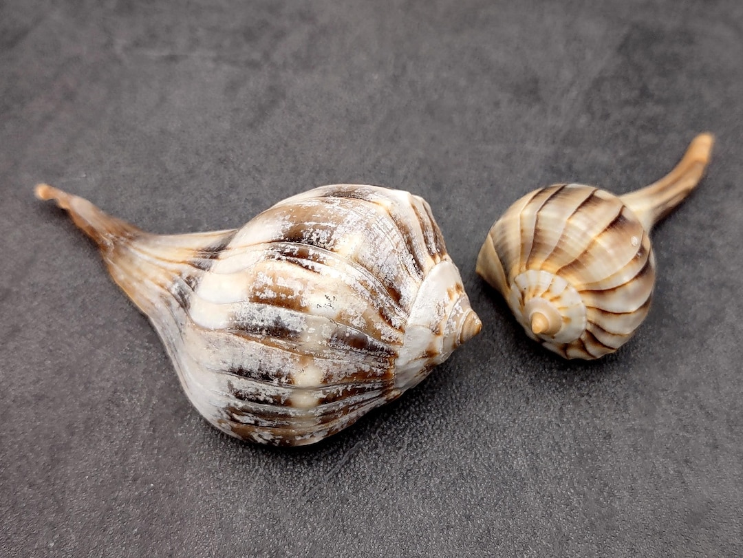 Left Handed Lightning Whelk Seashells Busycon Contrarium (2 Shells ...