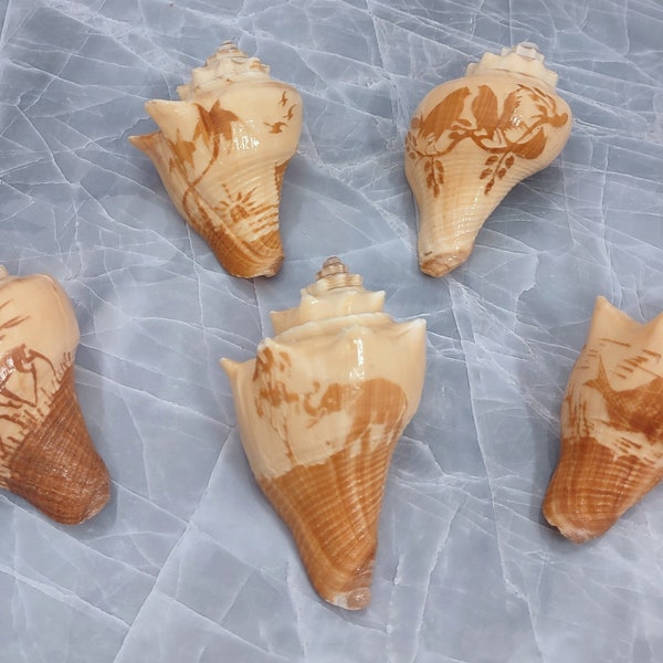 Carved Conch Shells - Etsy