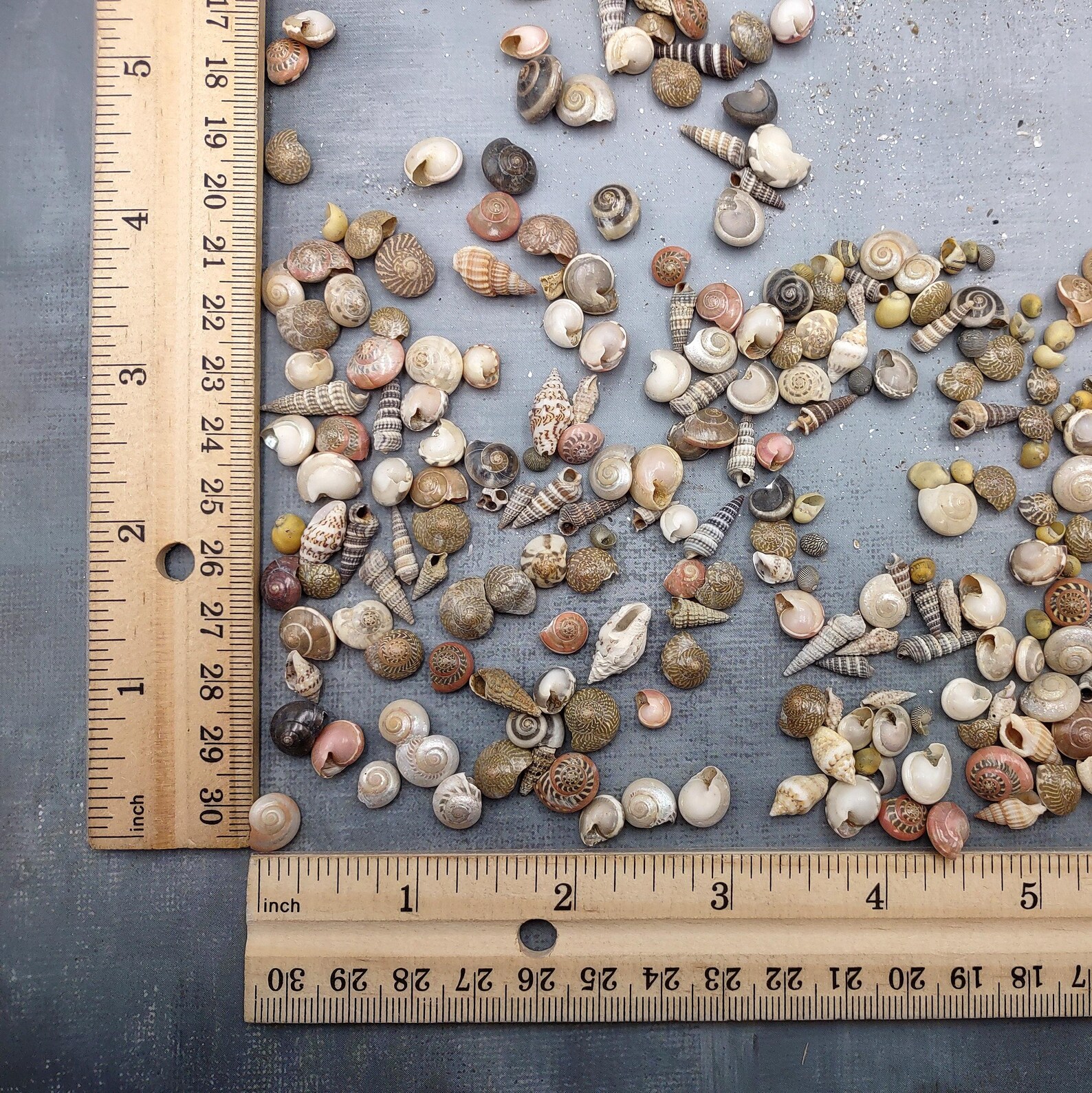 Extra Tiny Seashell Assorted Ocean Mix (approx. 1 Kilogram Shells 0.25 ...