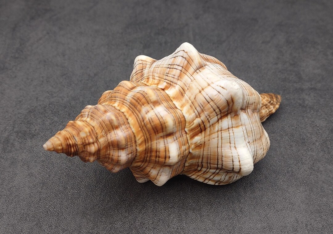 Large Fox Seashell Fasciolaria Trapezium (1 Shell Approx. 5+ Inches ...