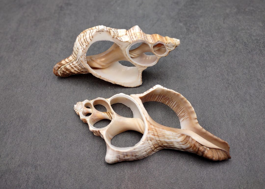 Center Cut Large Fox Seashells (2 Shells Approx. 5+ Inches) Quality ...