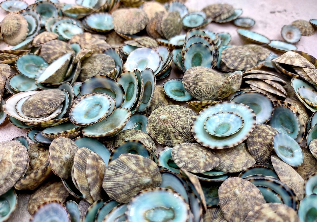 Green Limpet Seashells Sutorria Mesoleuca (1 Cup Approx. 240+ Shells 0. ...