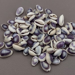 Purple Top Cowrie Seashells Cypraea Annulus approx. Half Cup 45 Shells ...