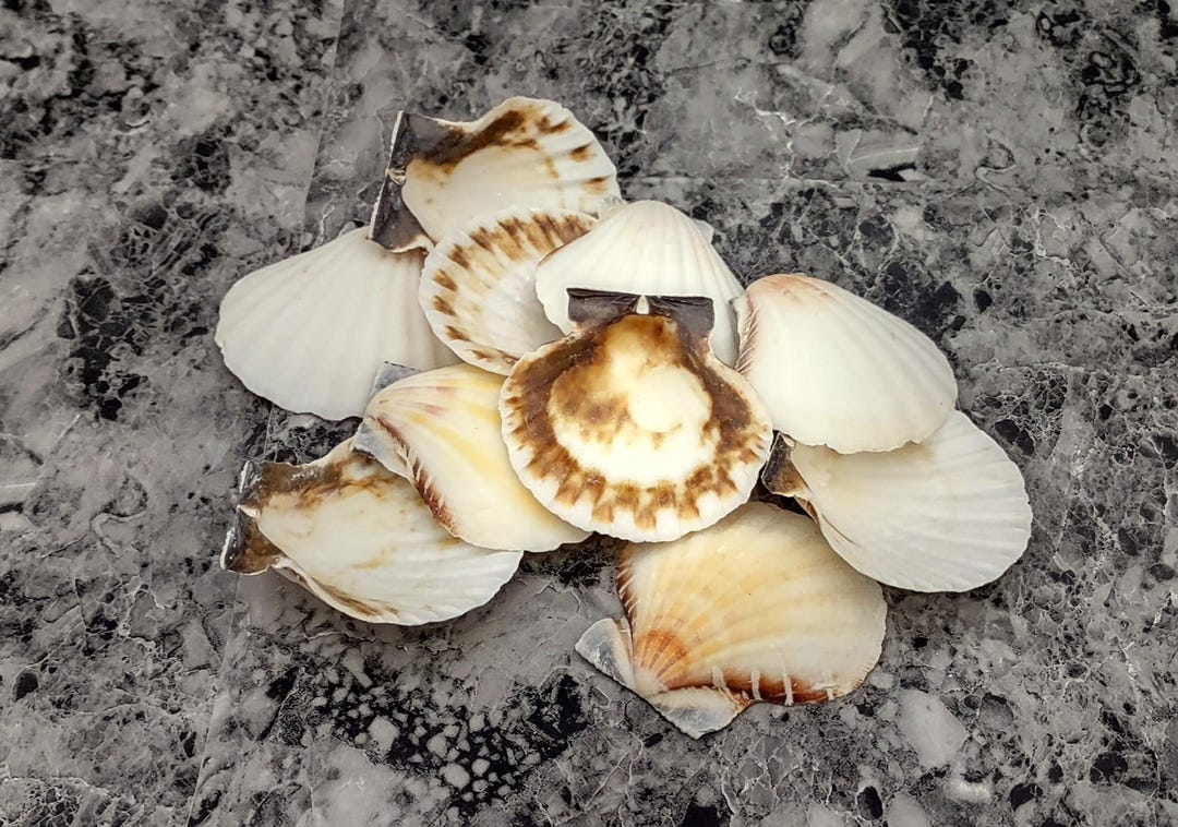Small Distant Scallop Seashells Bractechlamys Vexillum (10 Shells ...