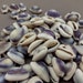 Purple Top Cowrie Seashells Cypraea Annulus approx. Half Cup 45 Shells ...