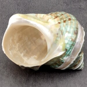 Polished Jade Green Turbo Seashell With Pearlized Stripe Turbo Burgessi ...