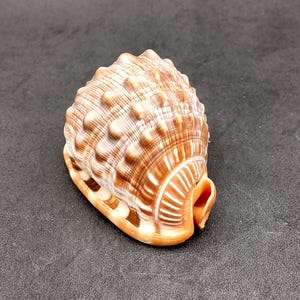 Baby Bull's Mouth Helmet Seashell Cassis Rufa (1 Shell Approx. 3 ...