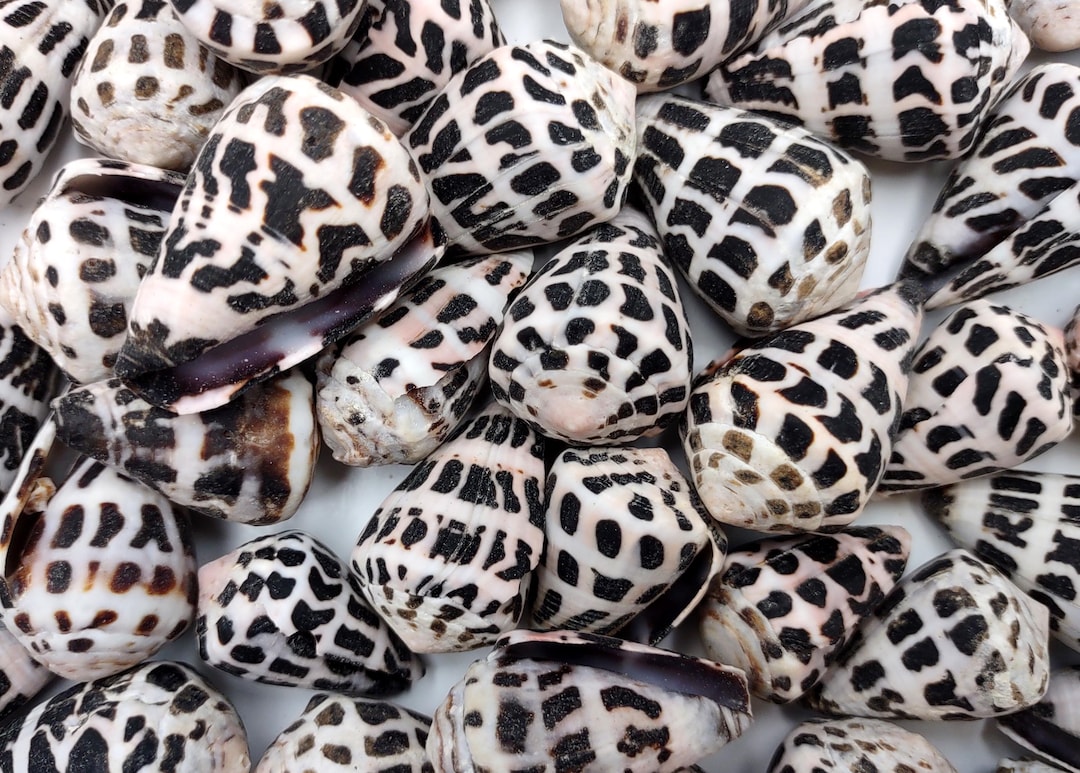 Medium Hebrew Cone Seashells Conus Ebraeus (5 Shells Approx. 1+ Inches ...