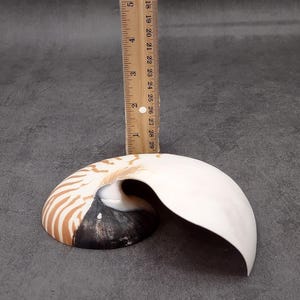 Natural Nautilus Seashell Right Cut Single Half Nautilus Pompilius (1 ...