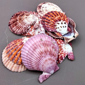 Calico Atlantic Scallop Seashells Argopecten Gibbus (10 Shells Approx ...