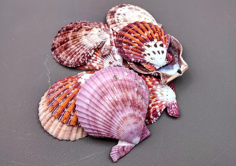 Calico Atlantic Scallop Seashells Argopecten Gibbus (10 Shells Approx ...