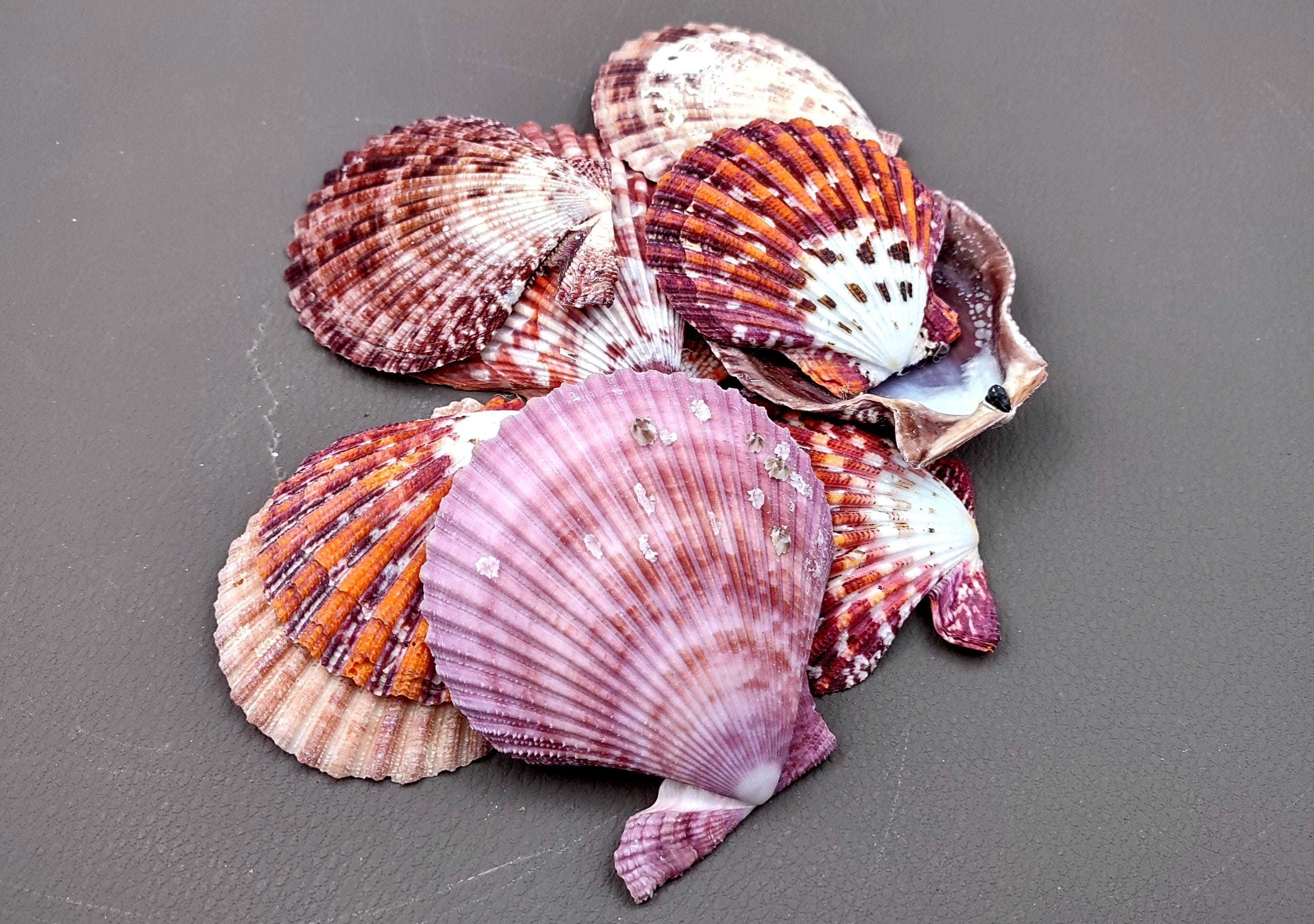 Calico Atlantic Scallop Seashells Argopecten Gibbus (10 Shells Approx ...