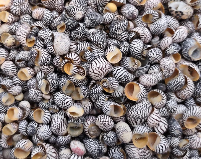 5 Zebra Conch Seashells: Natural Fossil Collectibles, Fish Tank Decor ...