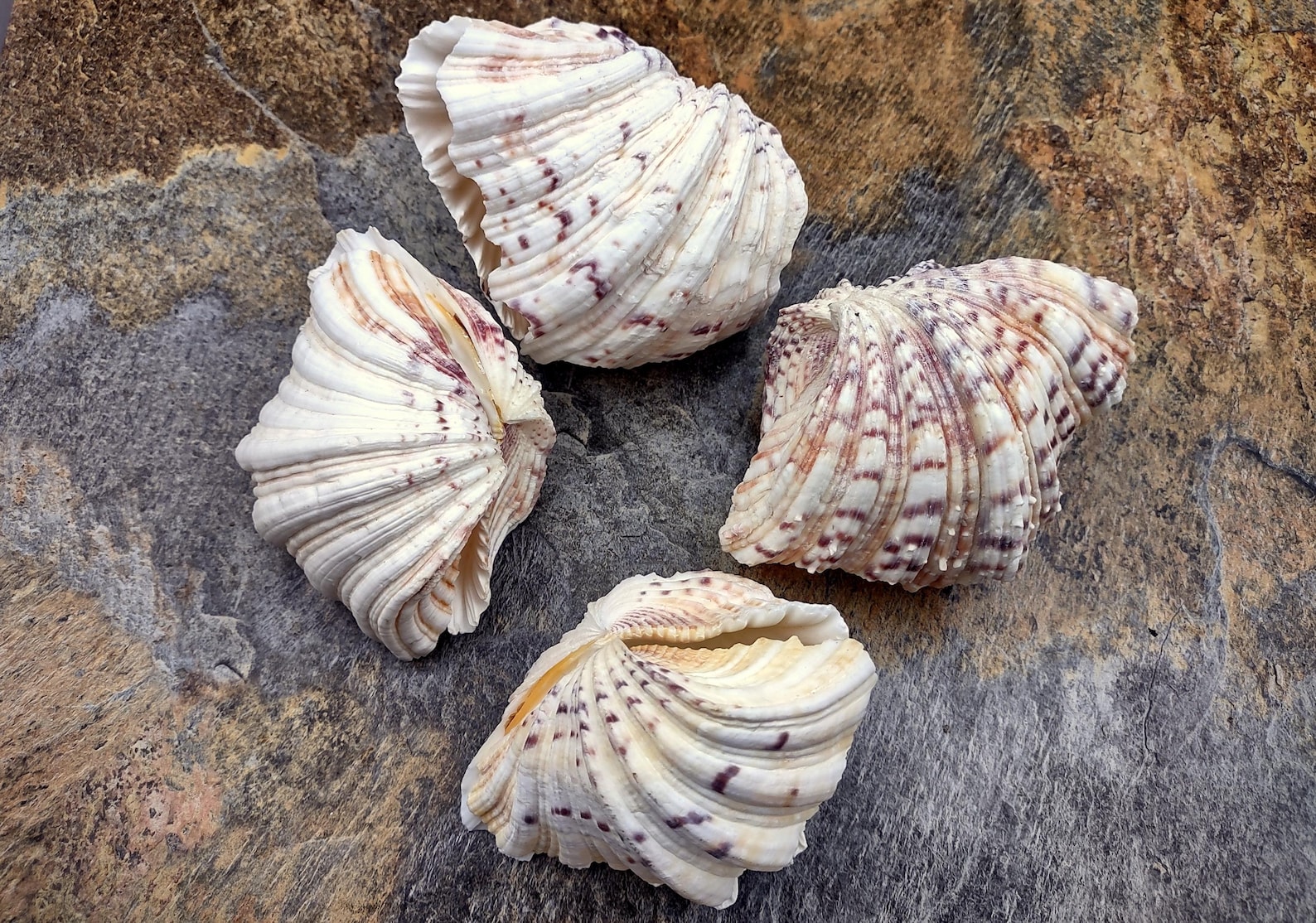 Bear Paw Clam Seashell Hippopus Hippopus (1 Shell Pair Approx. 4 ...