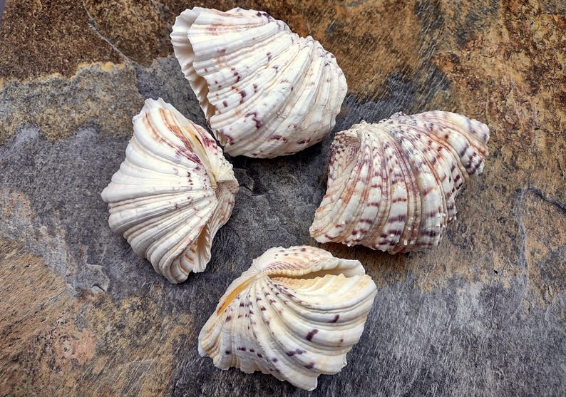 Bear Paw Clam Seashell Hippopus Hippopus (1 Shell Pair Approx. 4 ...