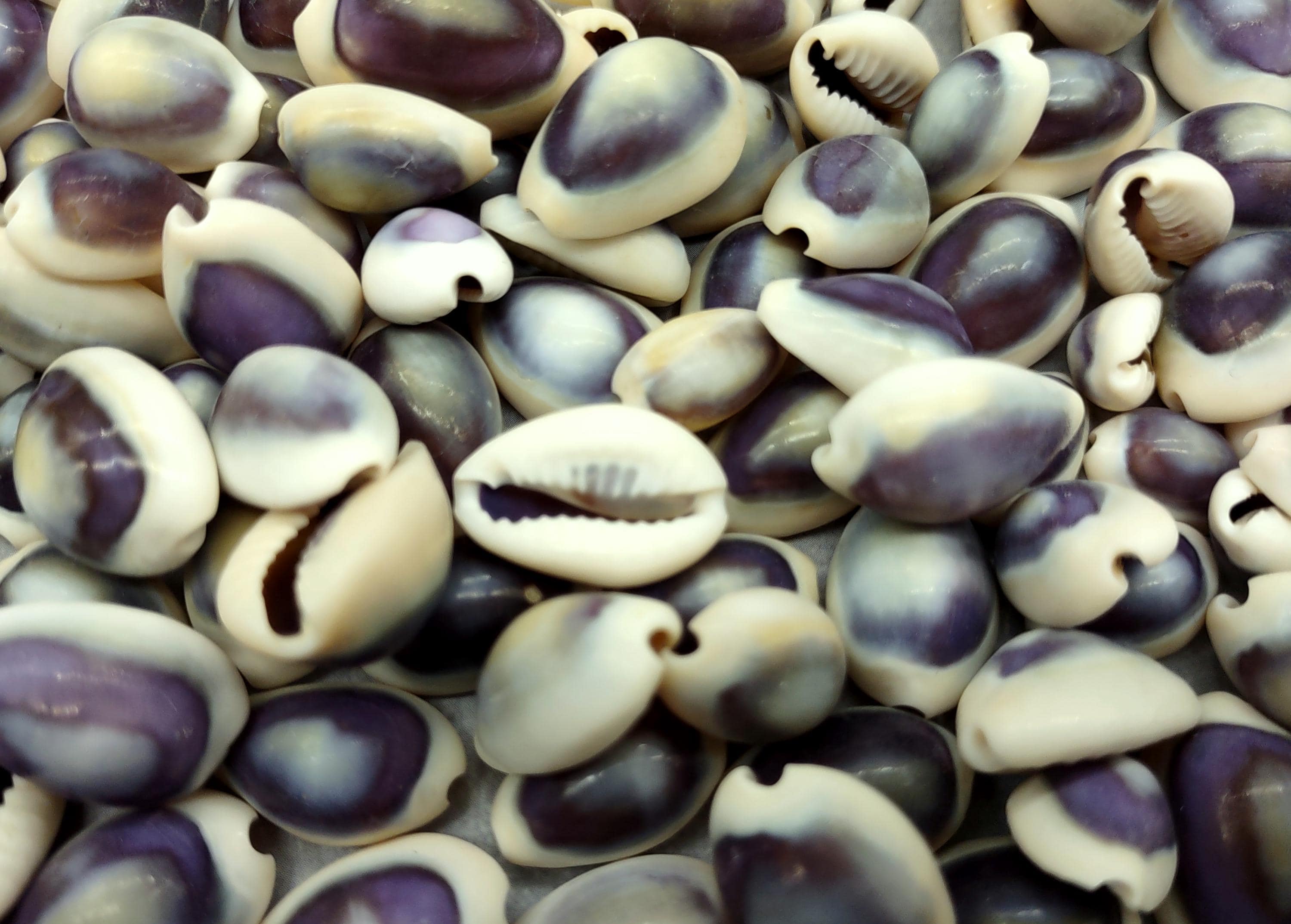 Purple Top Cowrie Seashells Bulk Cypraea Annulus (approx. Half Cup ...