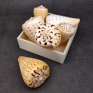 Beech Cone Seashell Conus Betulinus (1 Shell Approx. 2.75+ Inches) Cone ...