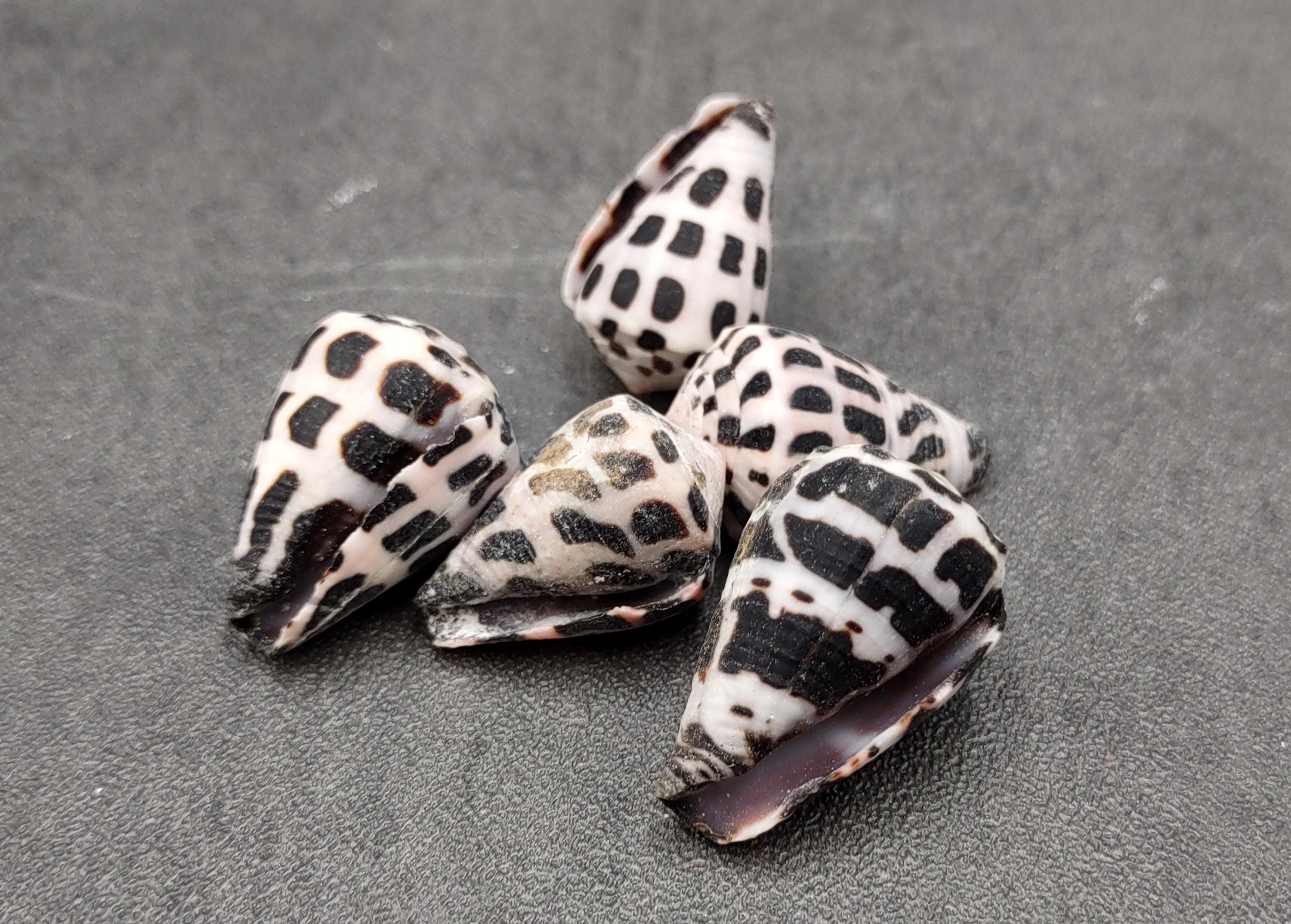 Medium Hebrew Cone Seashells Conus Ebraeus (5 Shells Approx. 1+ Inches ...