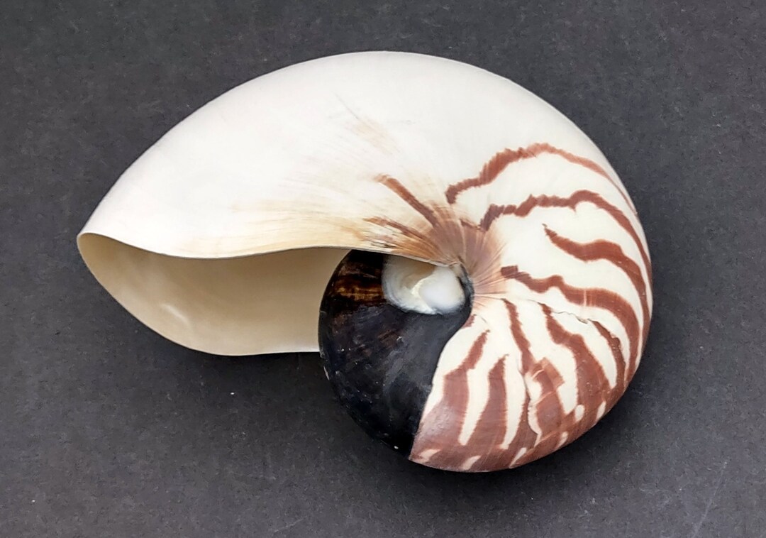 Natural Nautilus Seashell Nautilus Pompilius 1 Shell Approx. 7 Inches ...