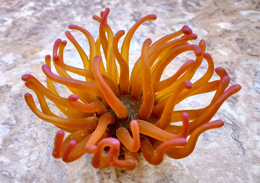 Green FAUX Anemone Condylactis Gigantea 1 FAKE Anemone Approx. 4W X 2 ...