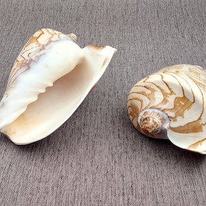 Noble Volute Seashell Voluta Nobilis (1 Shell Approx. 6+ Inches) Great ...