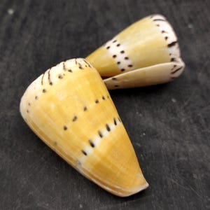 Captain Cone Seashells Conus Capitaneus 2 Shells Approx. 2 Inches Cone ...