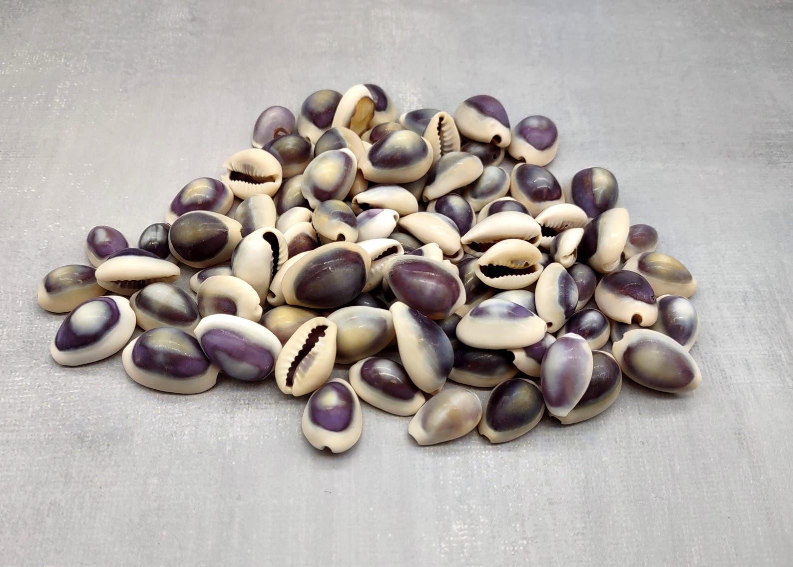 Purple Top Cowrie Seashells Bulk Cypraea Annulus (approx. Half Cup ...