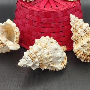 Giant Frog Seashell Bursa Bubo (1 Shell 4+ Inches) Lovely Shells for ...