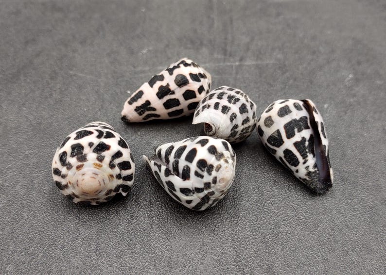 Large Hebrew Cone Seashells Conus Ebraeus White Black Spots (5 Shells ...