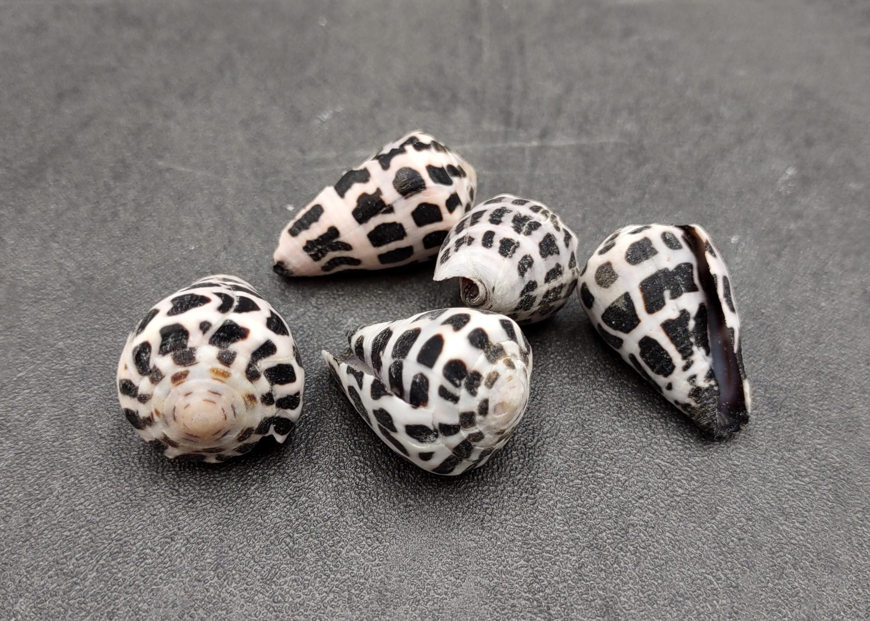 Large Hebrew Cone Seashells Conus Ebraeus White Black Spots (5 Shells ...