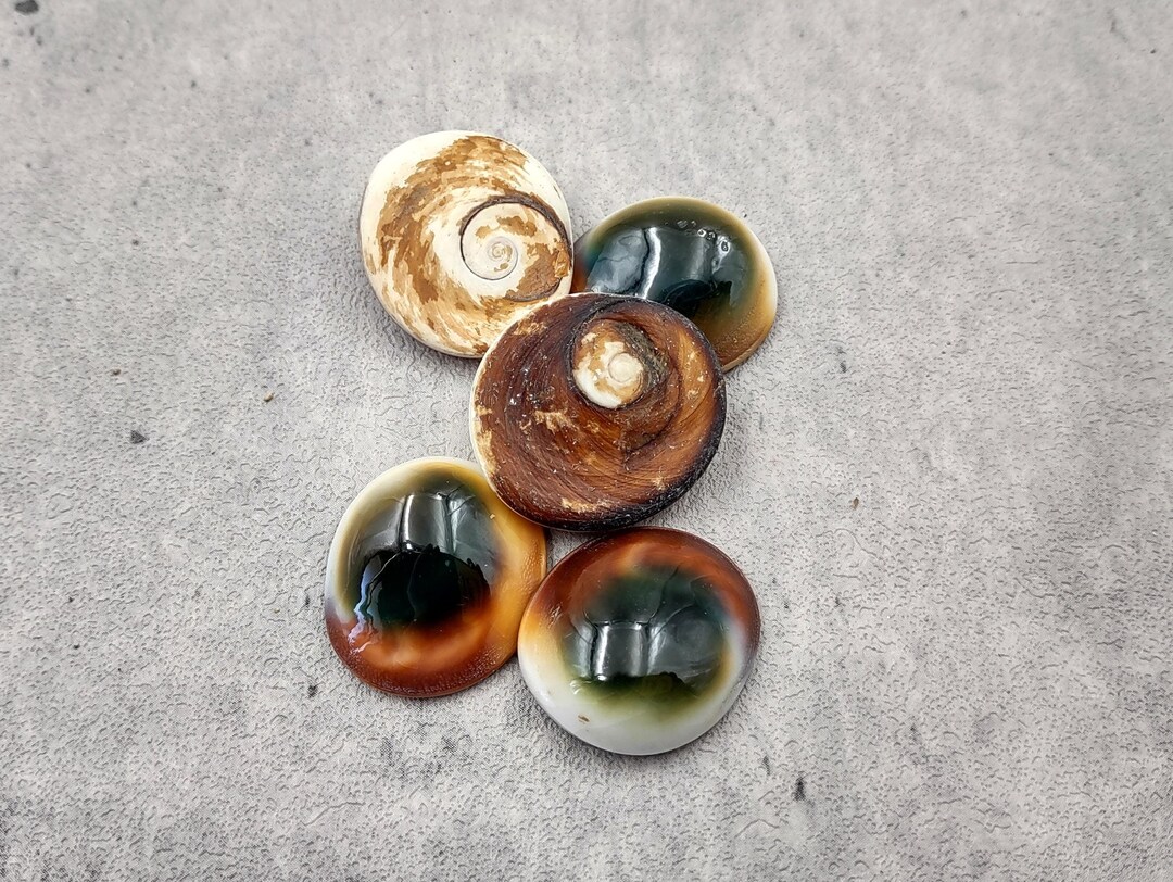 Cats Eyes Seashells Turbo Opercula (5 Shells Approx. 1+ Inch) Unique ...