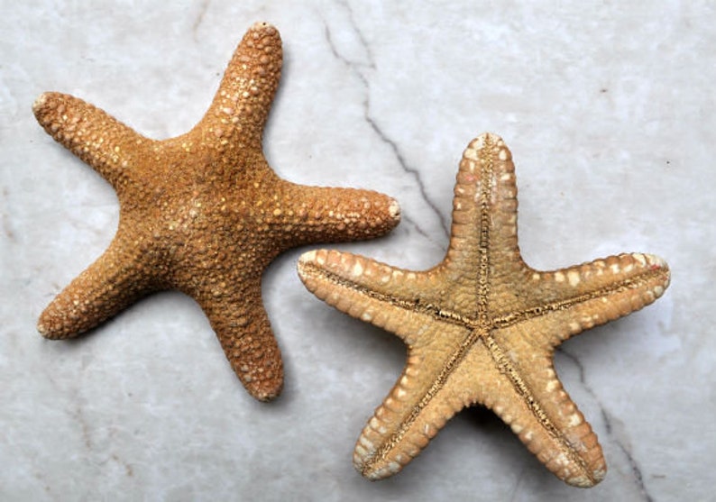 Jungle Starfish Pentaceraster Mammillatus 2 Starfish 5-6 - Etsy