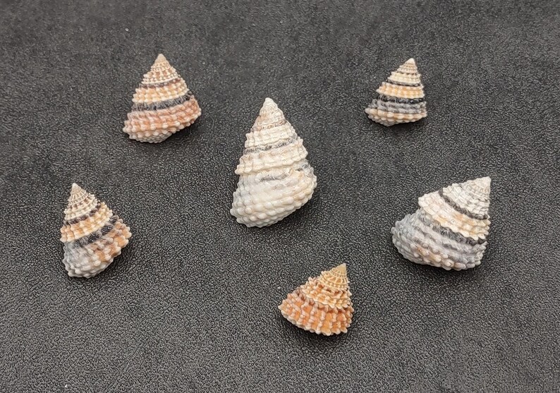 Coronate Prickly Winkle Seashells Tectarius Coronatus (6 Shells Approx ...