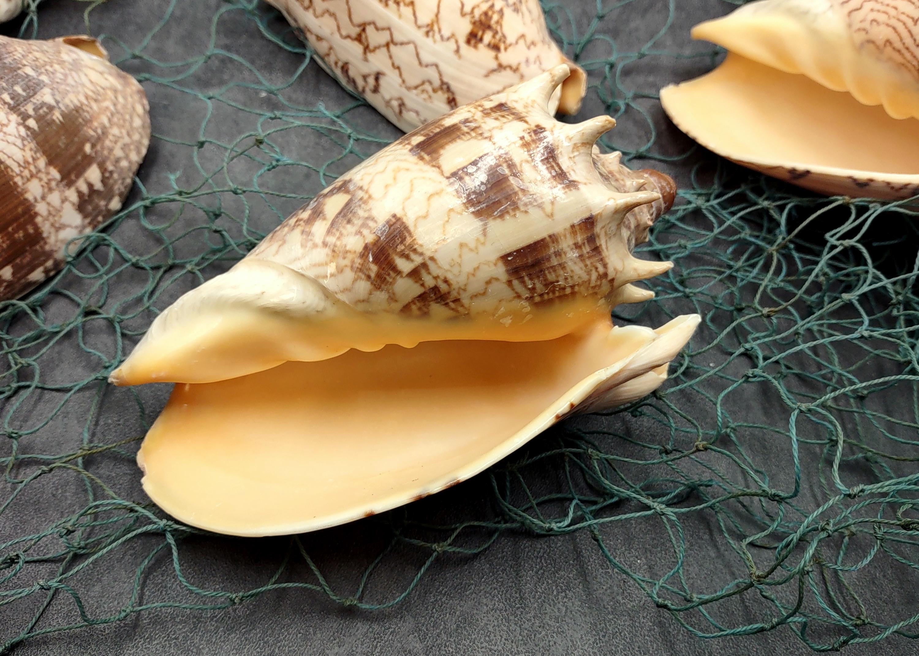 Imperial Volute Seashell Cymbiola Imperialis (1 Shell Approx. 5+ Inches ...
