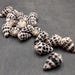 Medium Hebrew Cone Seashells Conus Ebraeus (5 Shells Approx. 1+ Inches ...