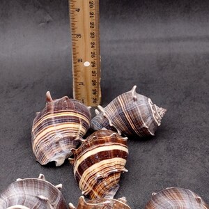 King Crown Conch Seashells Melongena Corona (2 Shells Approx. 2+ Inches ...