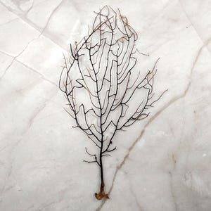 Black Sea Fan Coral Gorgonia Ventalina (1 Fan Approx. 5-6+ Inches) Dark ...