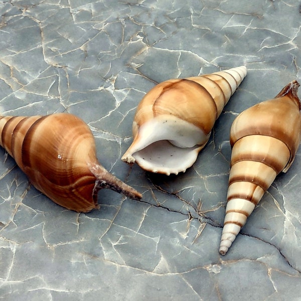 Tibia Shells - Etsy