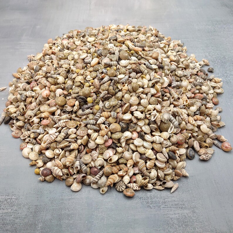 Extra Tiny Seashell Assorted Ocean Mix (approx. 1 Kilogram Shells 0.25 ...