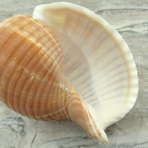 Large Tun Seashell Tonna Oleria 1 Shell Approx. 4.5-5.5 Inches - Etsy