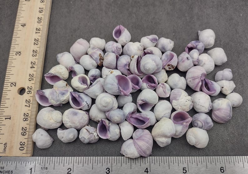 Cebu Beauty Violet Coral Seashells Coralliophila Neritoidea (approx. 40 ...