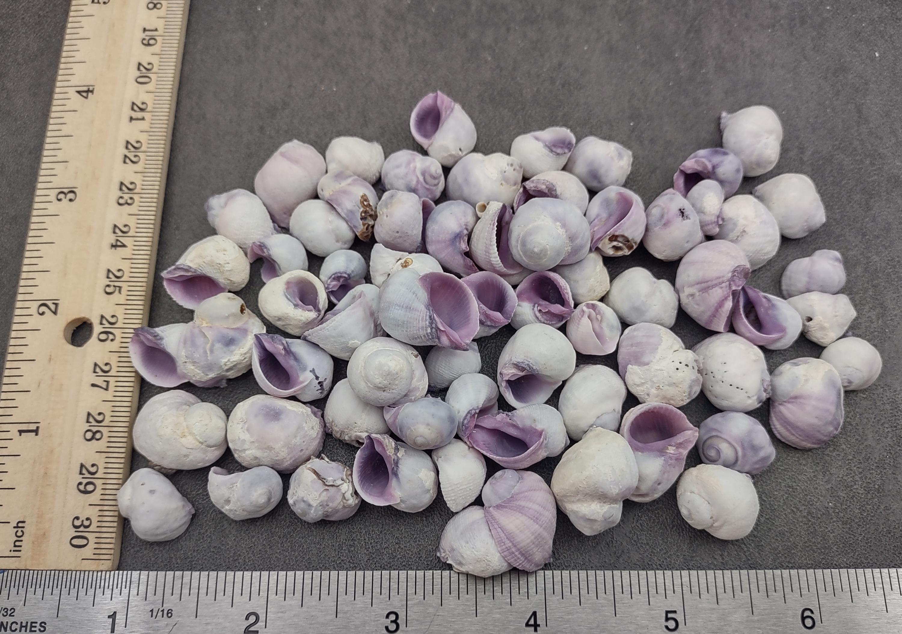 Cebu Beauty Violet Coral Seashells Coralliophila Neritoidea (approx. 40 ...