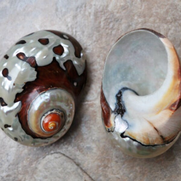 African Turban - Etsy