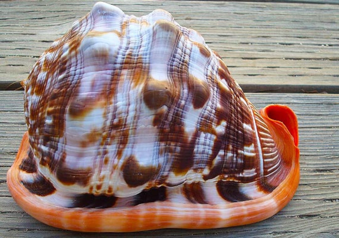 Bullmouth Helmet Seashell Cassis Rufa 1 Shell, Approx. 5-6 Inches - Etsy